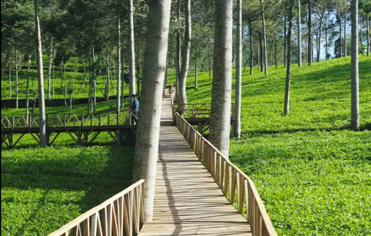 Pesona Kebun Teh Tambi, Harga Tiket dan Jam Buka Wisata Alam Wonosobo ...